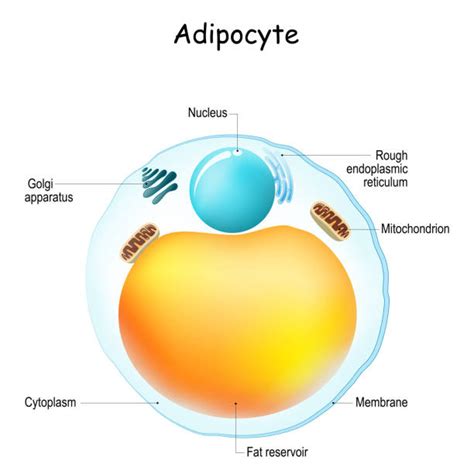 Adipocytes Lipocytes And Fat Fat Cell Structure Vector 47 Off