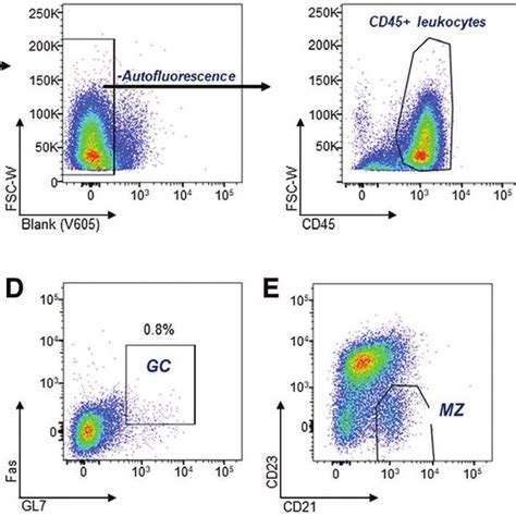 Gating Strategy To Show The Identification Of Major B Cell Phenotypes