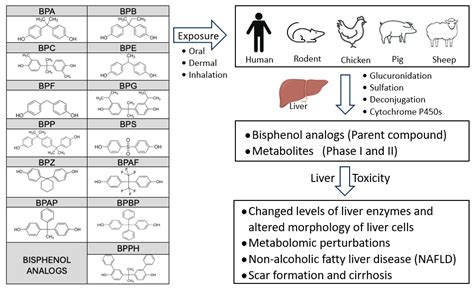 Liver Toxicity Induced By Exposure To Bisphenol Analogs At