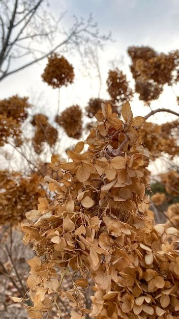 Premium Photo Dry Hydrangea Flower On Winter