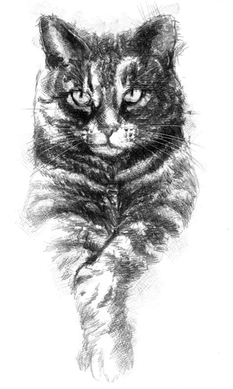 Tabby Cat Drawing By Artist Sean Briggs
