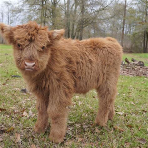 Buy Miniature Cow Nova