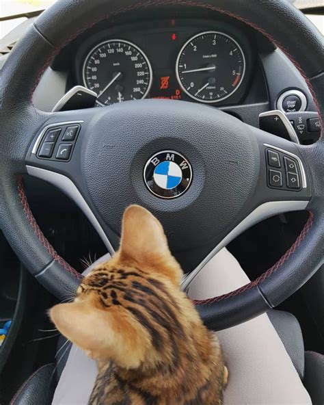 Cat Sitting In The Drivers Seat Of A Bmw M5