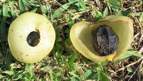 Hernandia Nymphaeifolia Plant Detail Tropical Plants Database
