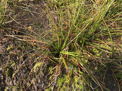Juncus Acutiflorus Sharp Flowered Rush And Juncus Articulatus