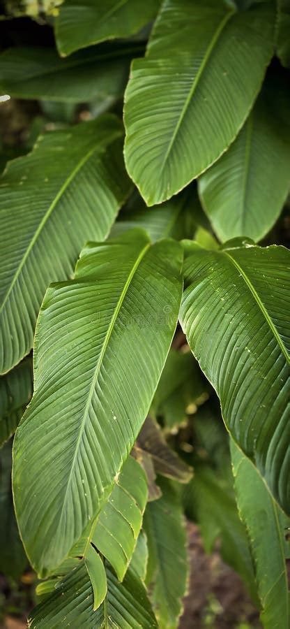 Fresh Green Tropical Leaves Or Leaf Backdrop Botanical And Natural