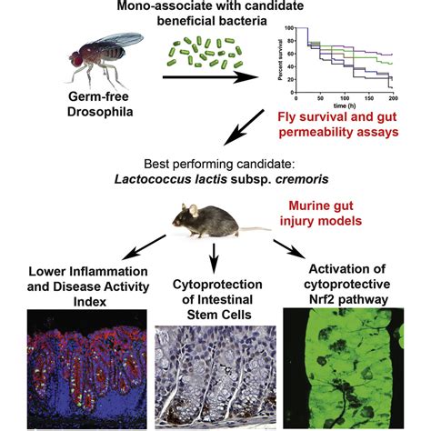 Lactococcus Lactis Subsp Cremoris Is An Efficacious Beneficial Bacterium That Limits Tissue