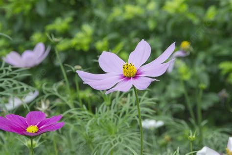 화훼 촬영 소재 활짝 핀 추 영 배경 신선한 꽃 꽃들 코스모스 배경 일러스트 및 사진 무료 다운로드 Pngtree