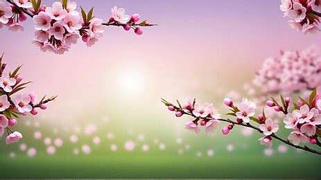 Cherry Blossom Pink Background Wallpaper Cherry Blossoms Background