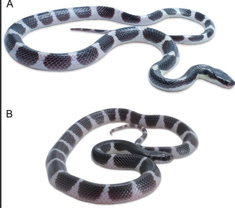 Krait Bite The Dark Knight Enigma Of The Common Krait