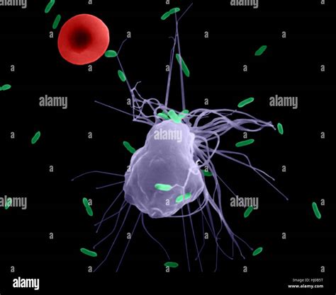 Animación De Fagocitosis De Macrófagos