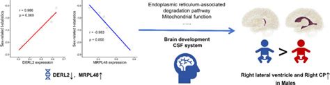 Sex Related Differences And Associated Transcriptional Signatures In