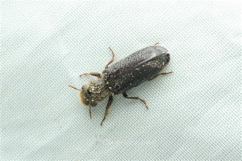 Melalgus From 中国海南省五指山市 On June 10 2024 At 10 56 Am By 虫虫 · Inaturalist