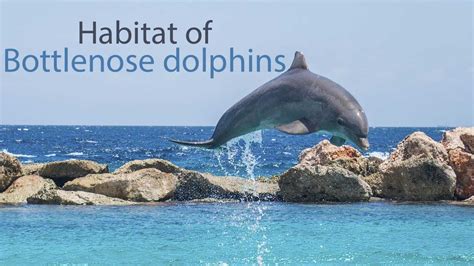 Common Dolphin Habitat At Armand Hudson Blog