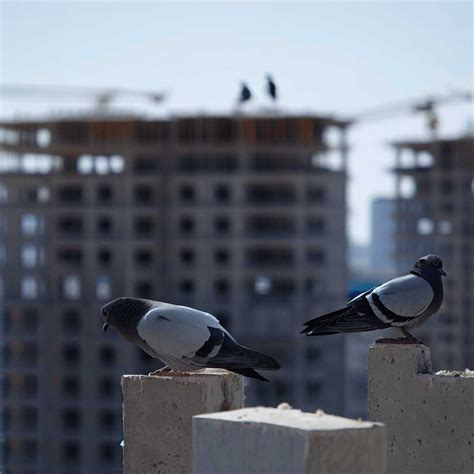 Construction Bird Control Proven Methods Ovocontrol