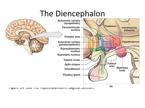 Ppt The Brain Powerpoint Presentation Free Download Id 6620717