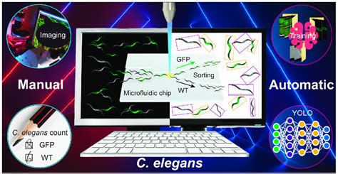 Schematic Of Deep Learning For Microfluidic Assisted C Elegans Download Scientific Diagram