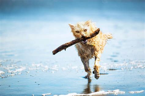 Animali Mai Visti Le Opere Bestiali Di Unartista Del Photoshop