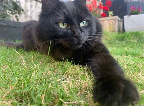 Black Ragdoll Cat The Ultimate Guide To A Rare Beauty Ragdoll Cute