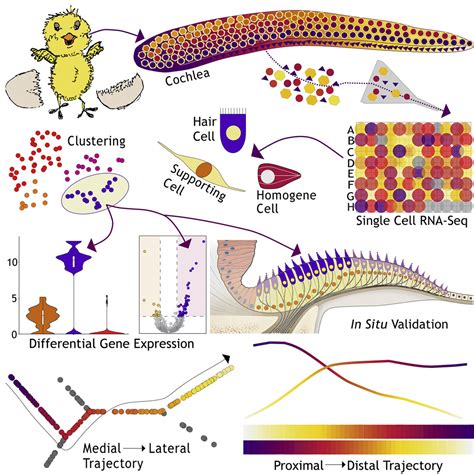 Cell Type Identity Of The Avian Cochlea Cell Reports