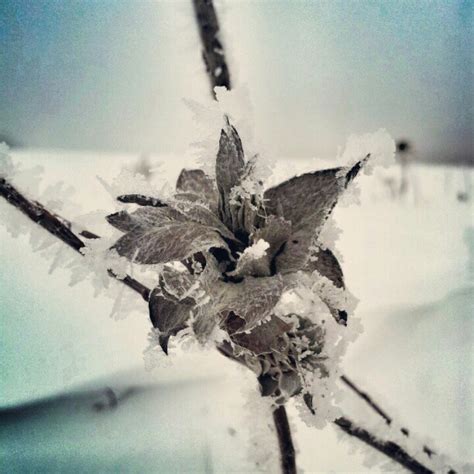 Beautiful Flower Covered In Hoar Frost