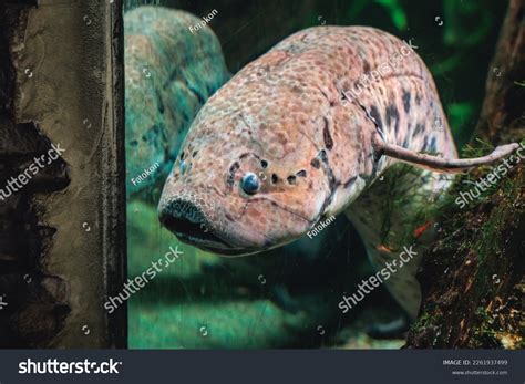 African Lungfish