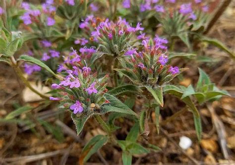 خواص گیاه کاکوتی در لاغری، سلامت کابرد دارویی و مضرات آن