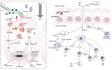 Enteroaggregative E Coli Infection Nutritional Immunology And