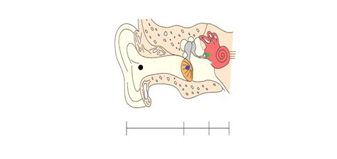 Solved Figure 1 Shows The Peripheral Auditory System We Know That The Course Hero