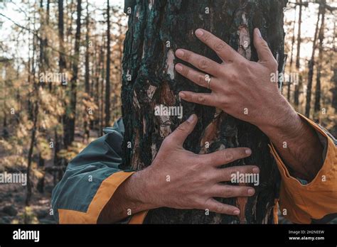 Man Hugging Tree In Forest Stock Photo Alamy