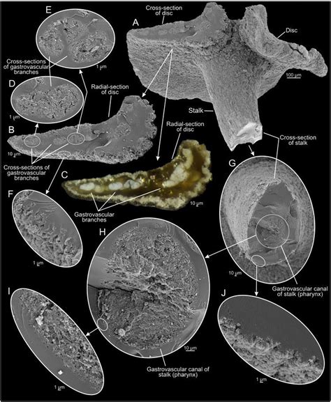Dendrogramma Alchetron The Free Social Encyclopedia