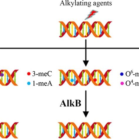 Chemical Reactions Catalyzed By Alka Mgmt And Alkb For The Repair Of
