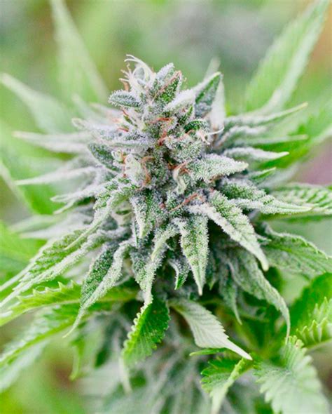 Mango Sherbert Cannabis Seeds Regular