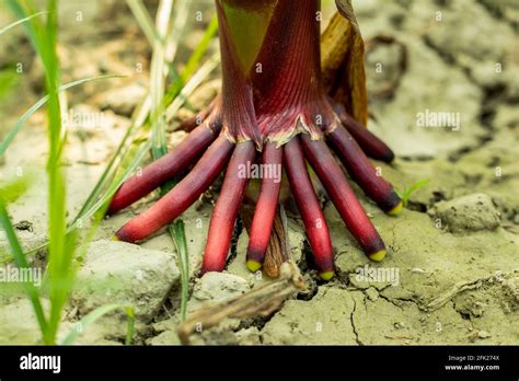 Monocot Fibrous Root