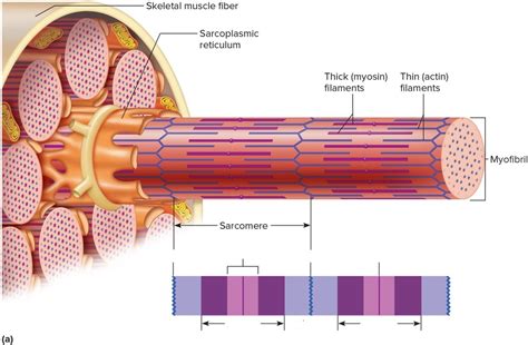 Sarcomere Diagram Quizlet