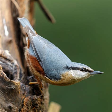 Nuthatches Living Life Upside Down Flowerland