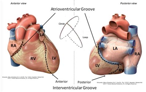 Anat 316 Lecture 4 Coronary Circulation And Innervation Of The Heart