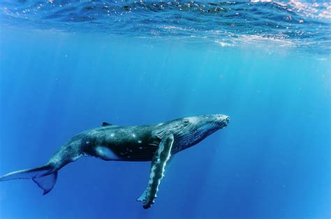 Humpback Whale In Ocean Kingdom Photograph By Ted Wood Pixels