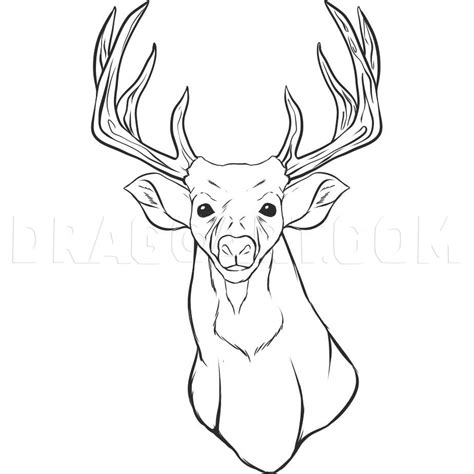 How To Draw A Realistic Deer Draw Real Deer Coloring Page Trace Drawing