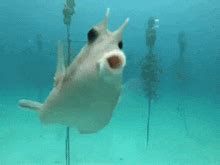 Y Z Serii Underwater Tenor