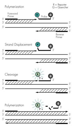 Primer And Probe Design For Real Time Pcr Quantitative Assays Bio