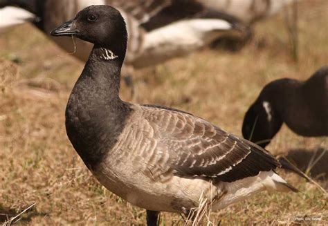 Brant Ducks Unlimited