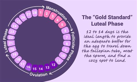 Luteal Phase Defect Symptoms And Causes Premom Guide