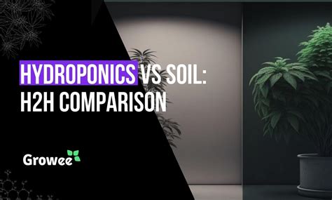 Hydroponic Vs Soil Weed A Comprehensive Guide Growee