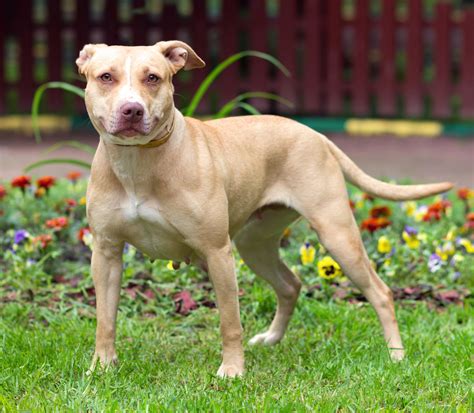 Amerikansk Pitbull American Pit Bull Terrier Wandkalender 2024