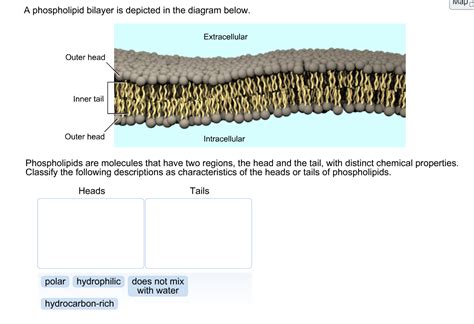 [solved] classify the protein images as representing the primary structure course hero