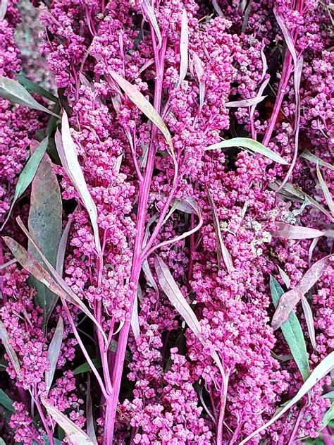 Huazontle Seeds Chenopodium Nuttalliae Aztec Spinach Cicada Seeds
