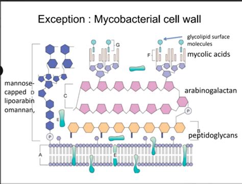 Lecture 1 2 Med Microbiology Mycobacteria Flashcards Quizlet
