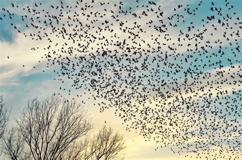 Bird Migration