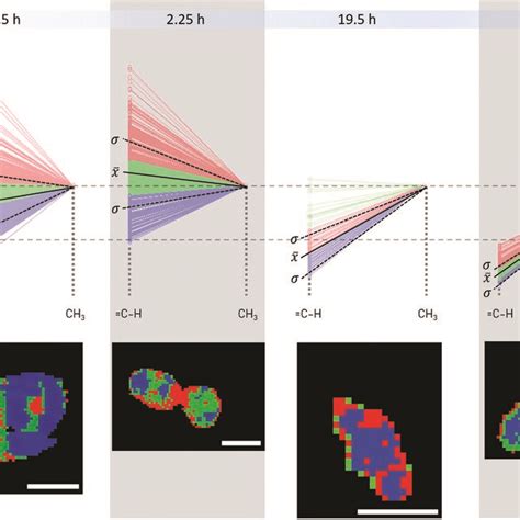 Ratio Of C H 3012 Cm⁻¹ And Ch3 Stretching Vibration Of Lipids Around